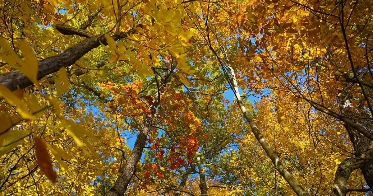 6 Spots for Fall Photos in the Brighton Howell Area | Explore Brighton ...